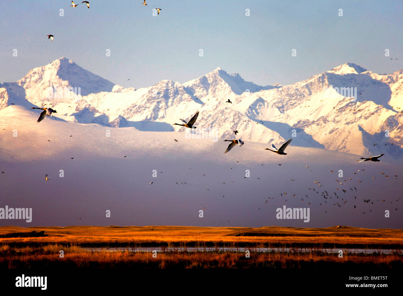Swans flying, Swan Lake, Bayanbulak Grasslands, Bayingolin Mongol ...