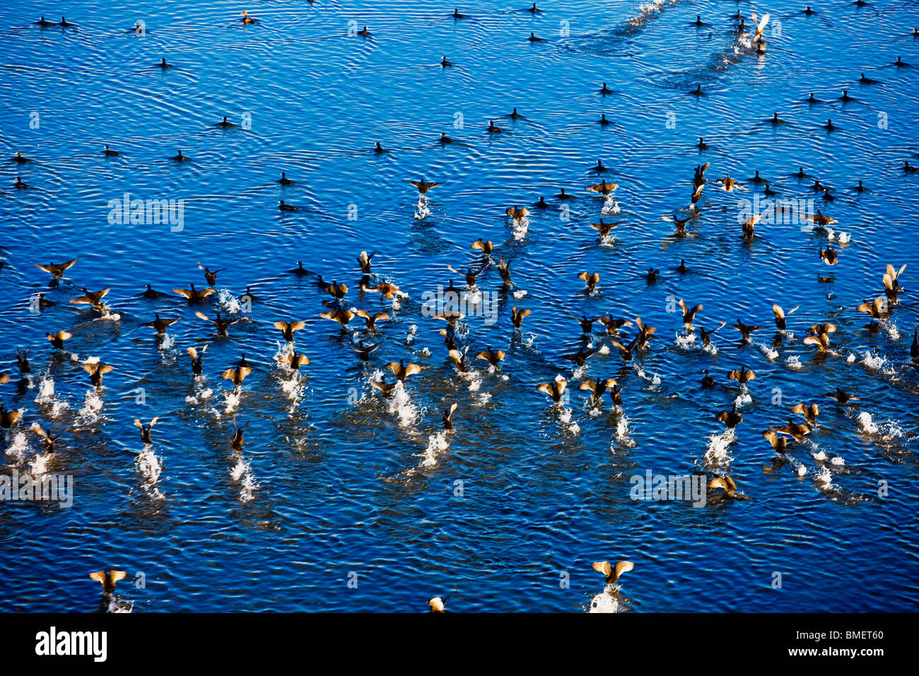 Flock of birds in Swan Lake, Bayanbulak Grasslands, Bayingolin Mongol ...