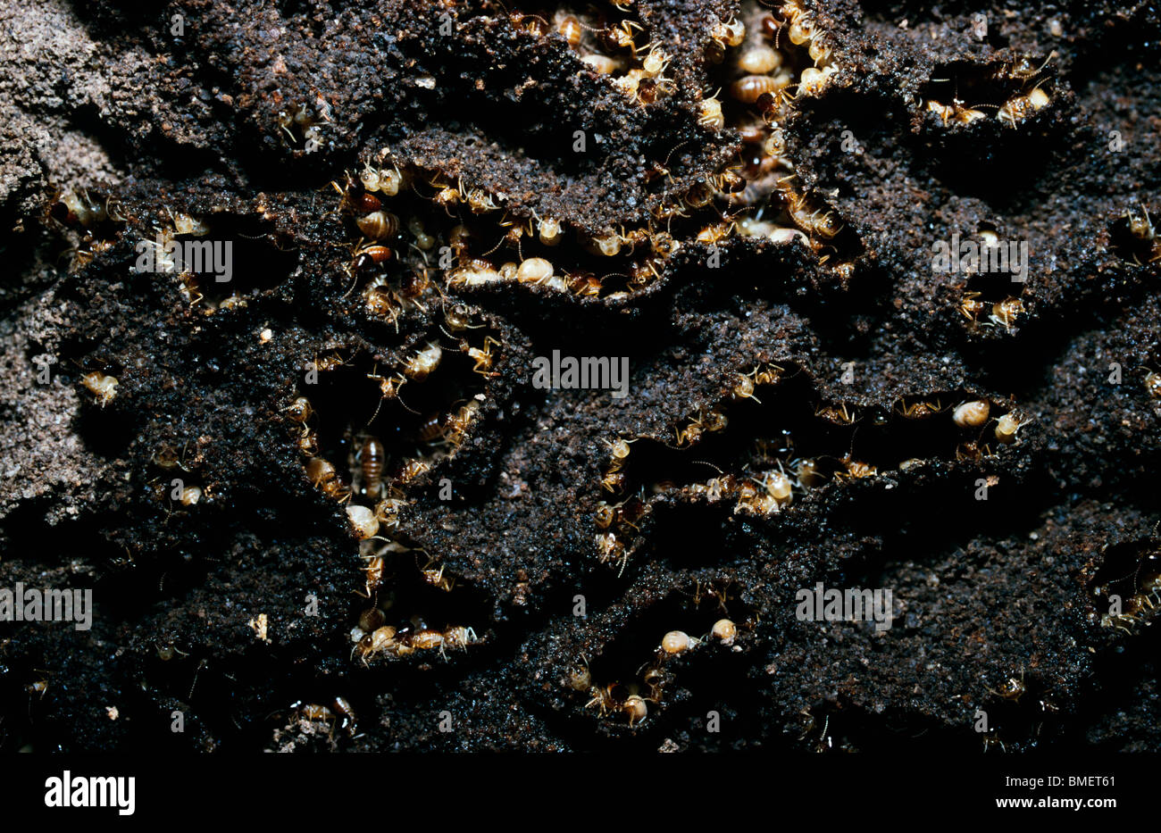 Termite workers (Nasutitermes ephratae), having breached the surface of ...