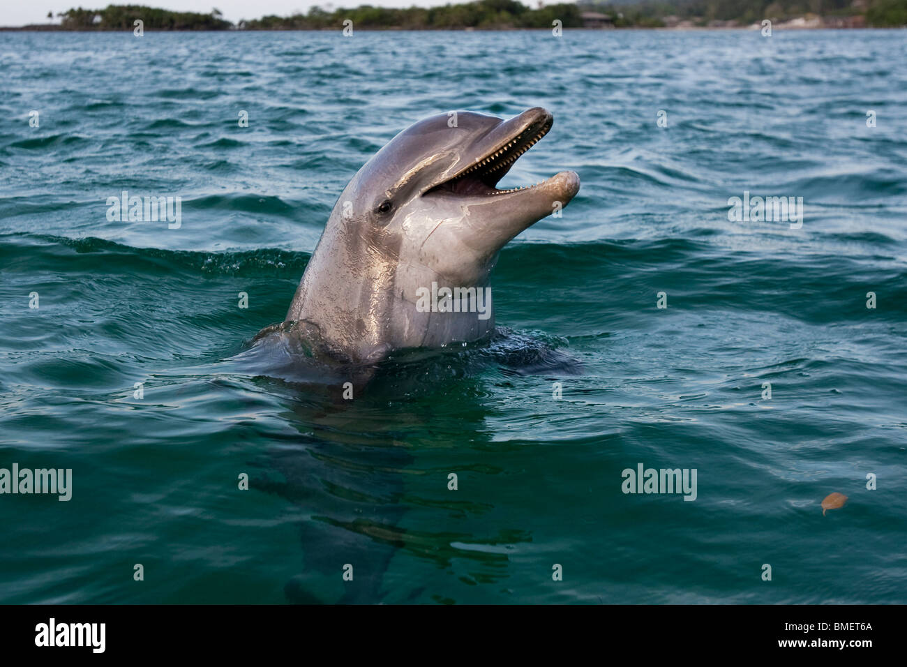 Bottlenose Dolphin, Honduras Stock Photo - Alamy