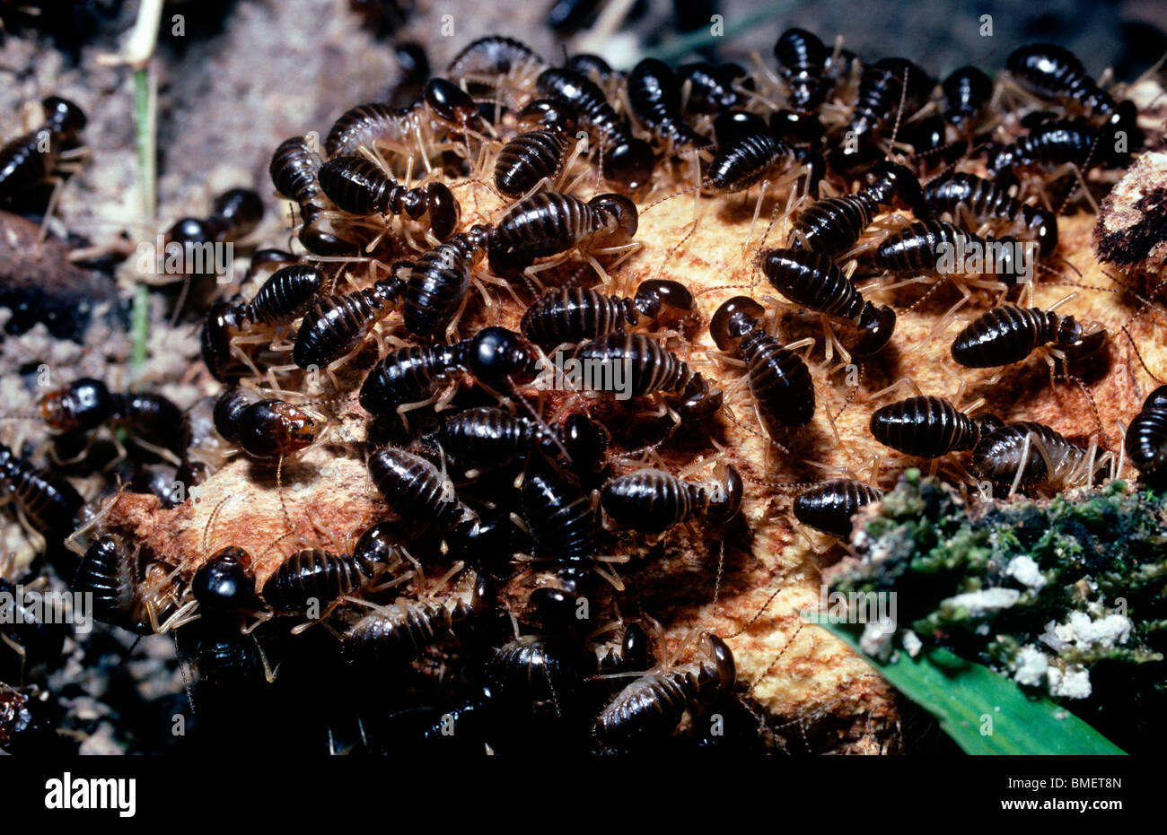 Termite workers (Macrotermes sp.) harvesting cutting up a dead stick to ...