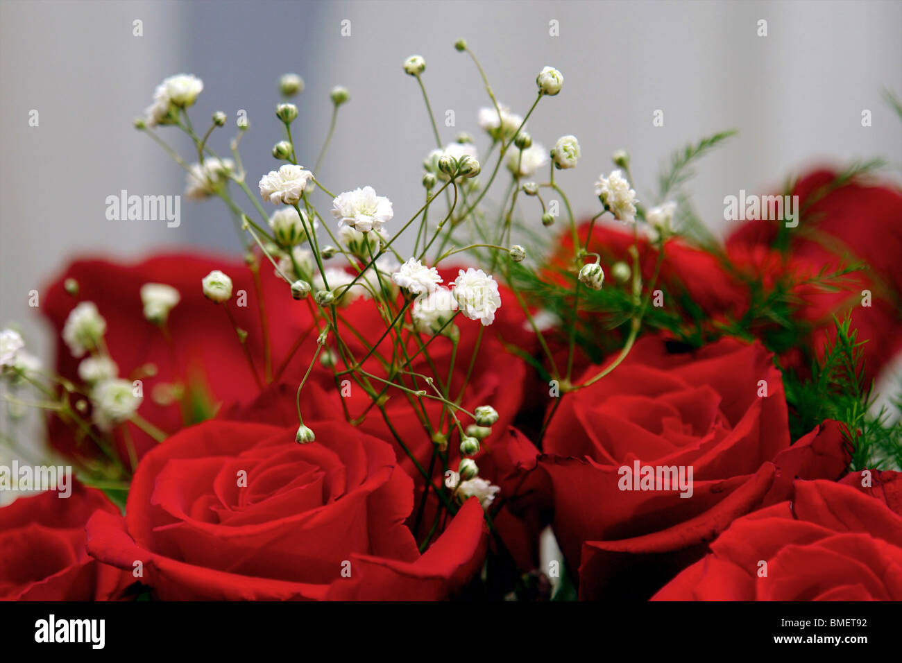 Red roses babys breath hi-res stock photography and images - Alamy