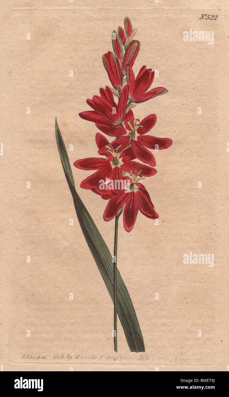 Crimson ixia or spreading-flower'd ixia with deep crimson flowers. Ixia ...