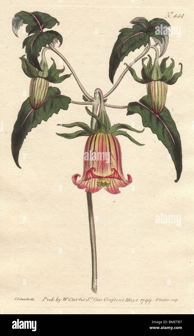 Drooping bell flower hi-res stock photography and images - Alamy