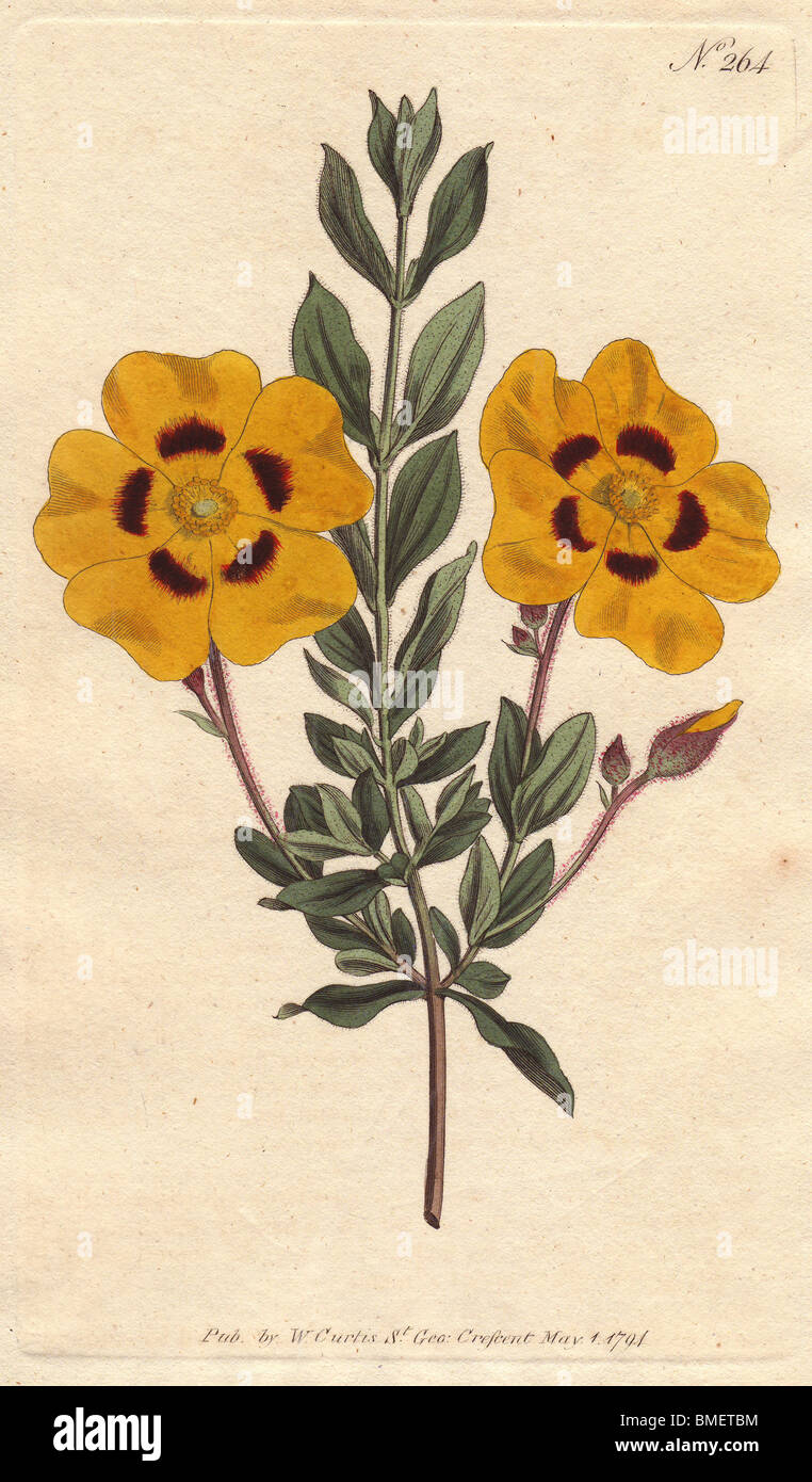 Botanical illustration cistus hi-res stock photography and images - Alamy