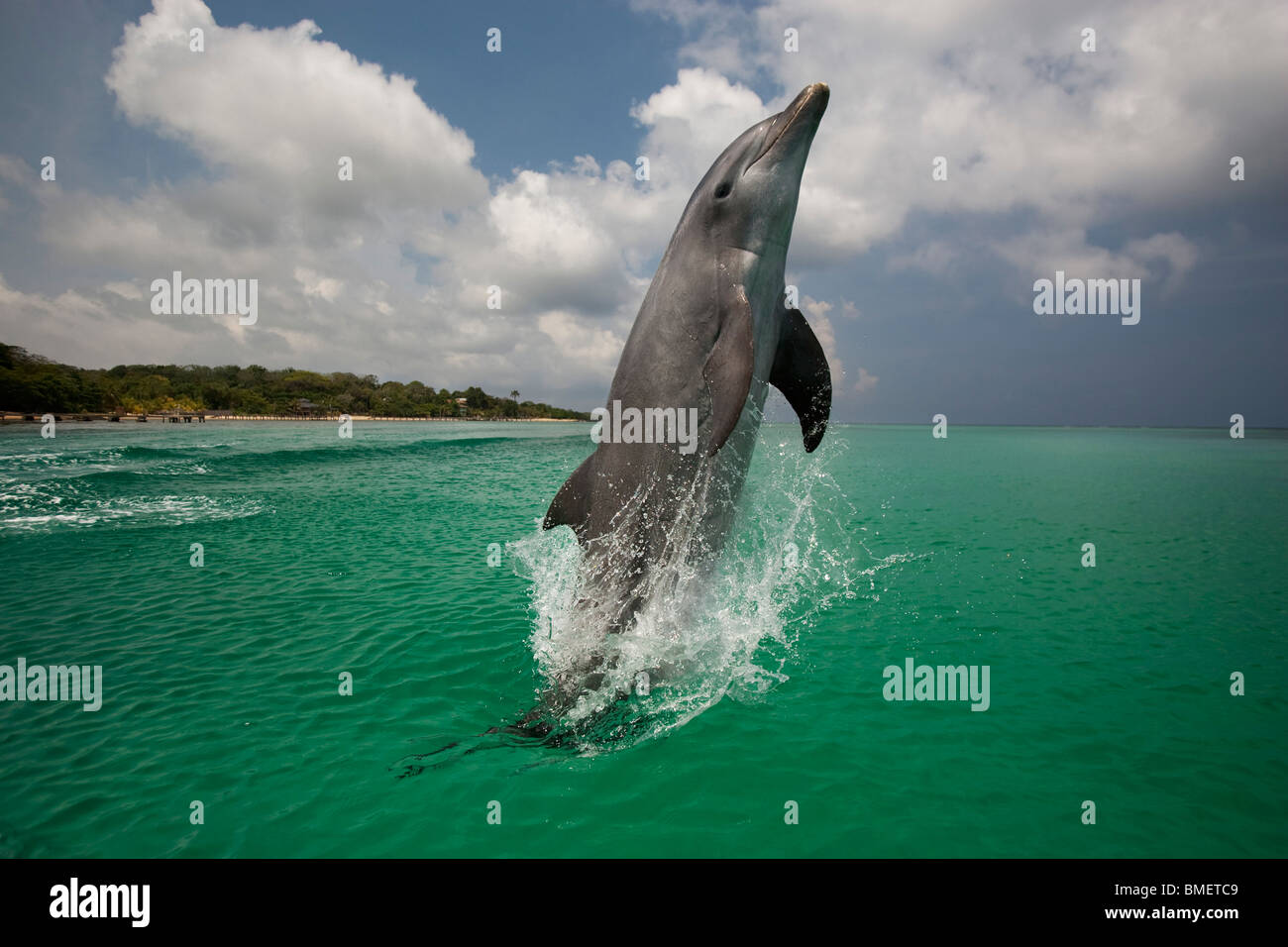 Bottlenose Dolphin, Honduras Stock Photo - Alamy