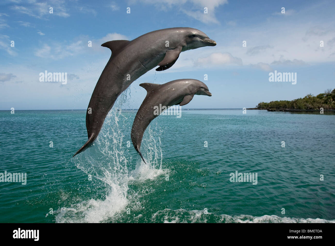 Two leaping bottlenose dolphins honduras hi-res stock photography and ...