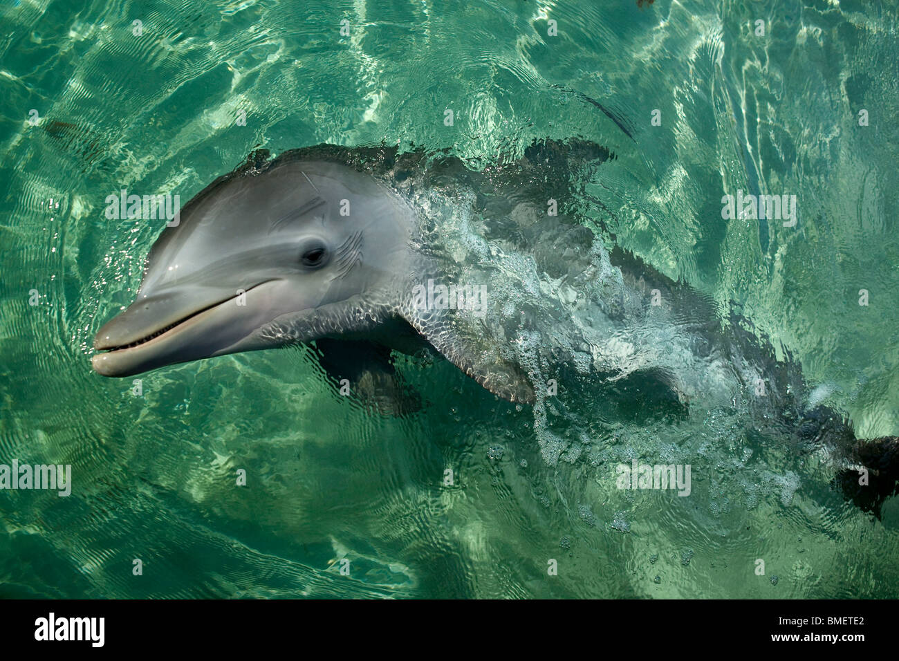 Bottlenose Dolphin, Honduras Stock Photo - Alamy