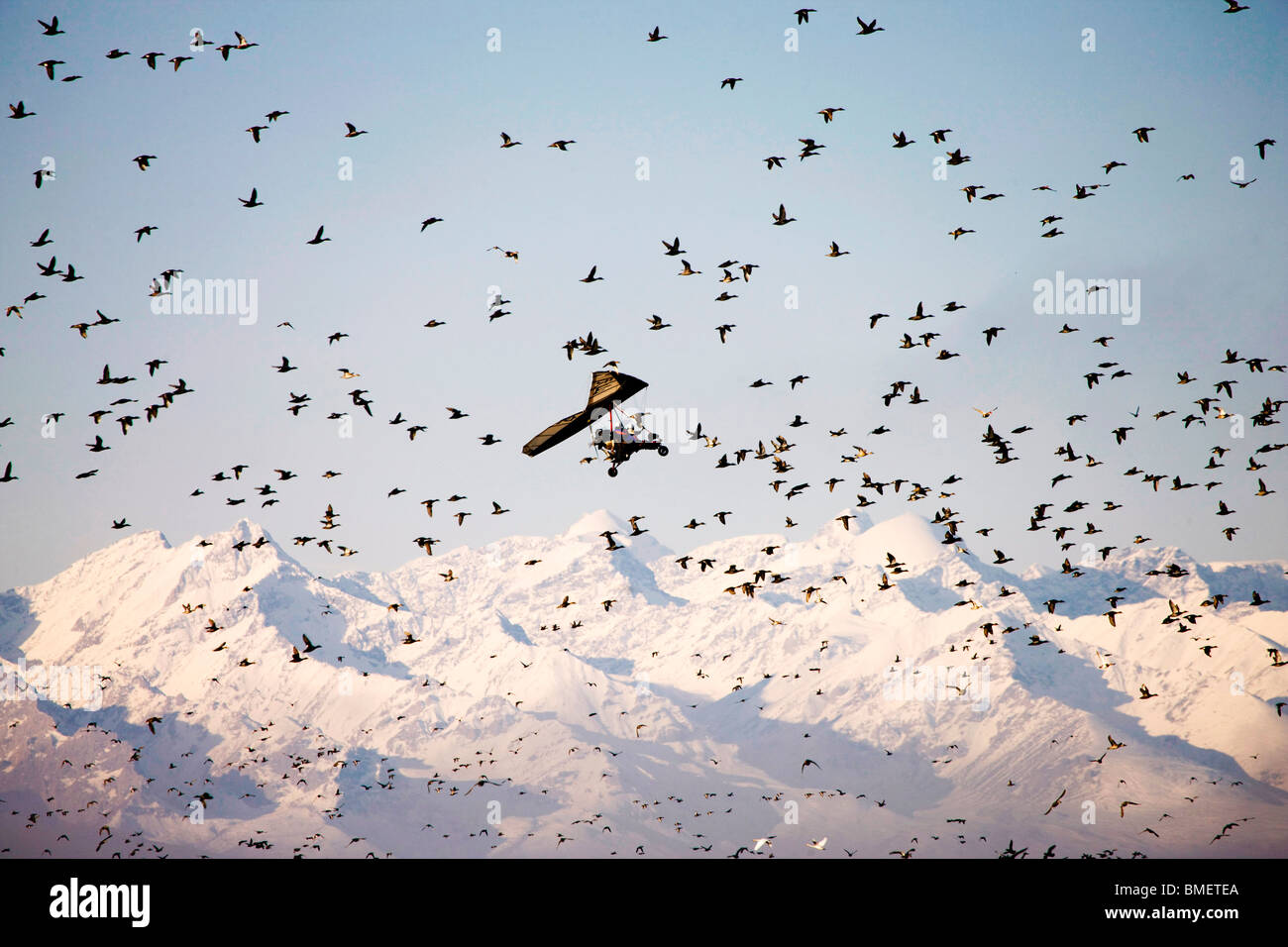 Man in flexwing microlight plane gliding with a flock of birds ...