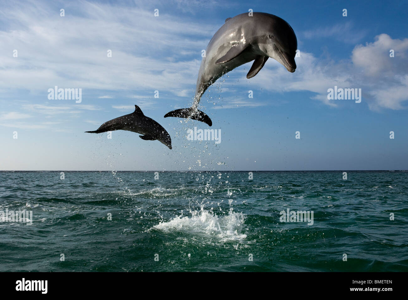 Bottlenose Dolphin, Honduras Stock Photo - Alamy