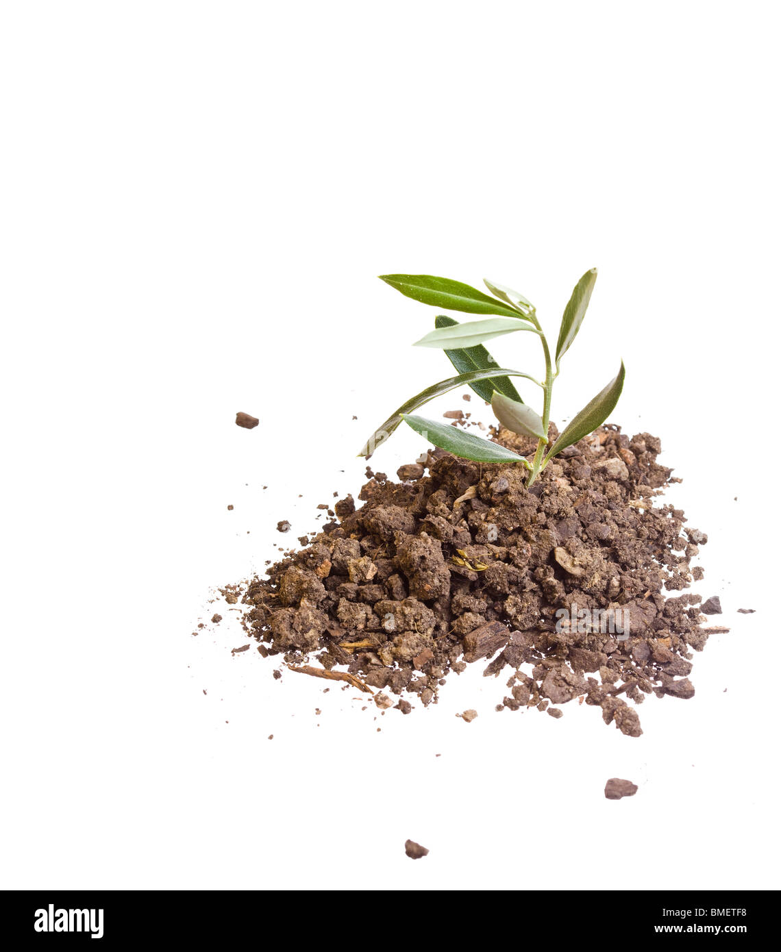 image of a little tree isolated over a white background with a protect ...