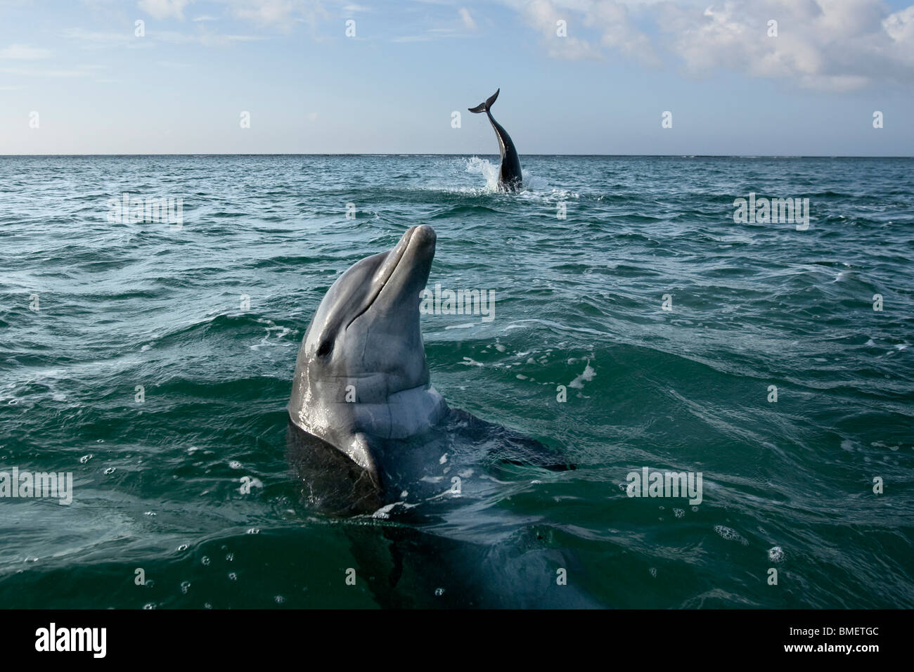 Bottlenose Dolphins, Honduras Stock Photo - Alamy