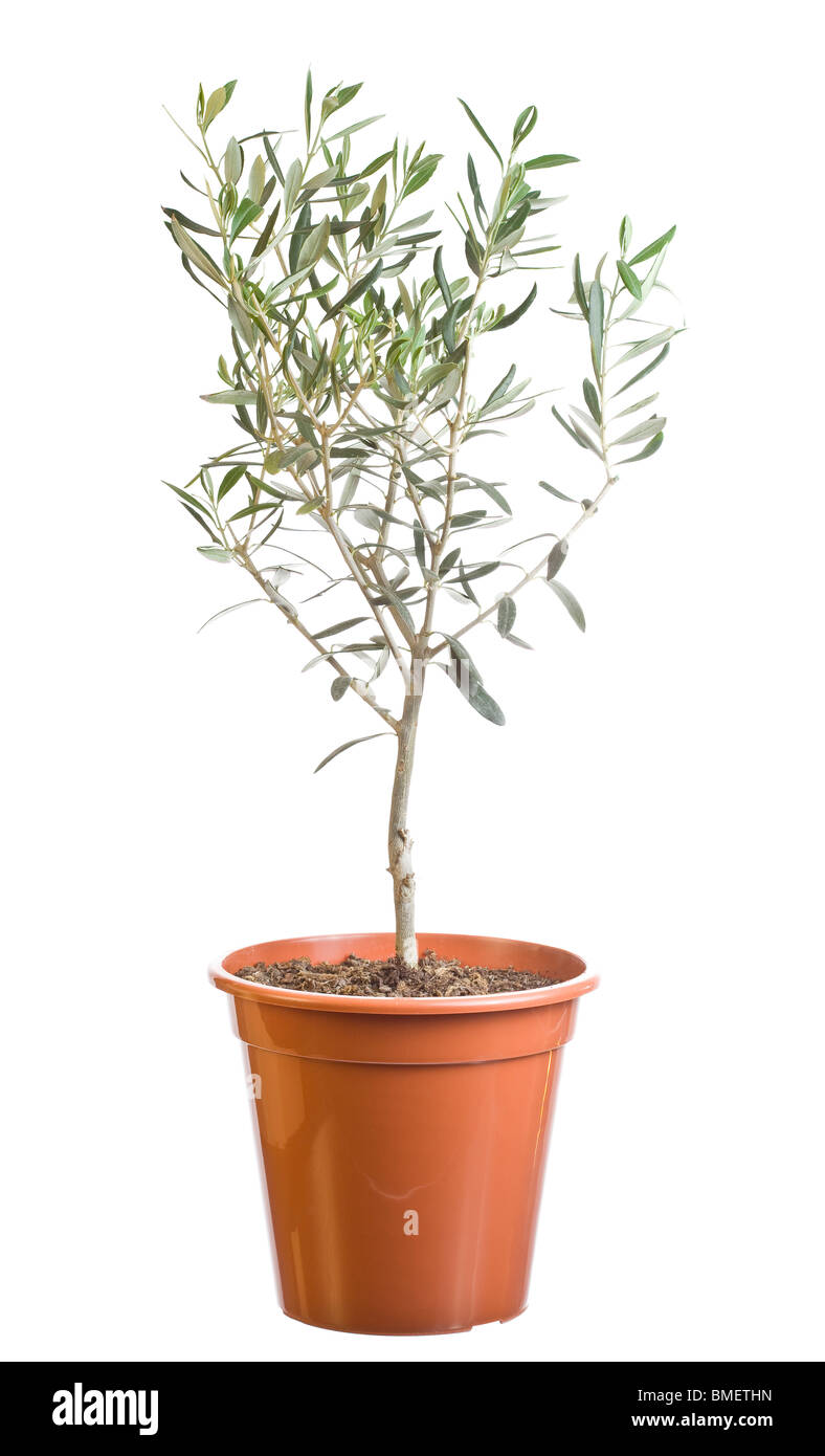 image of a little tree isolated over a white background with a protect ...