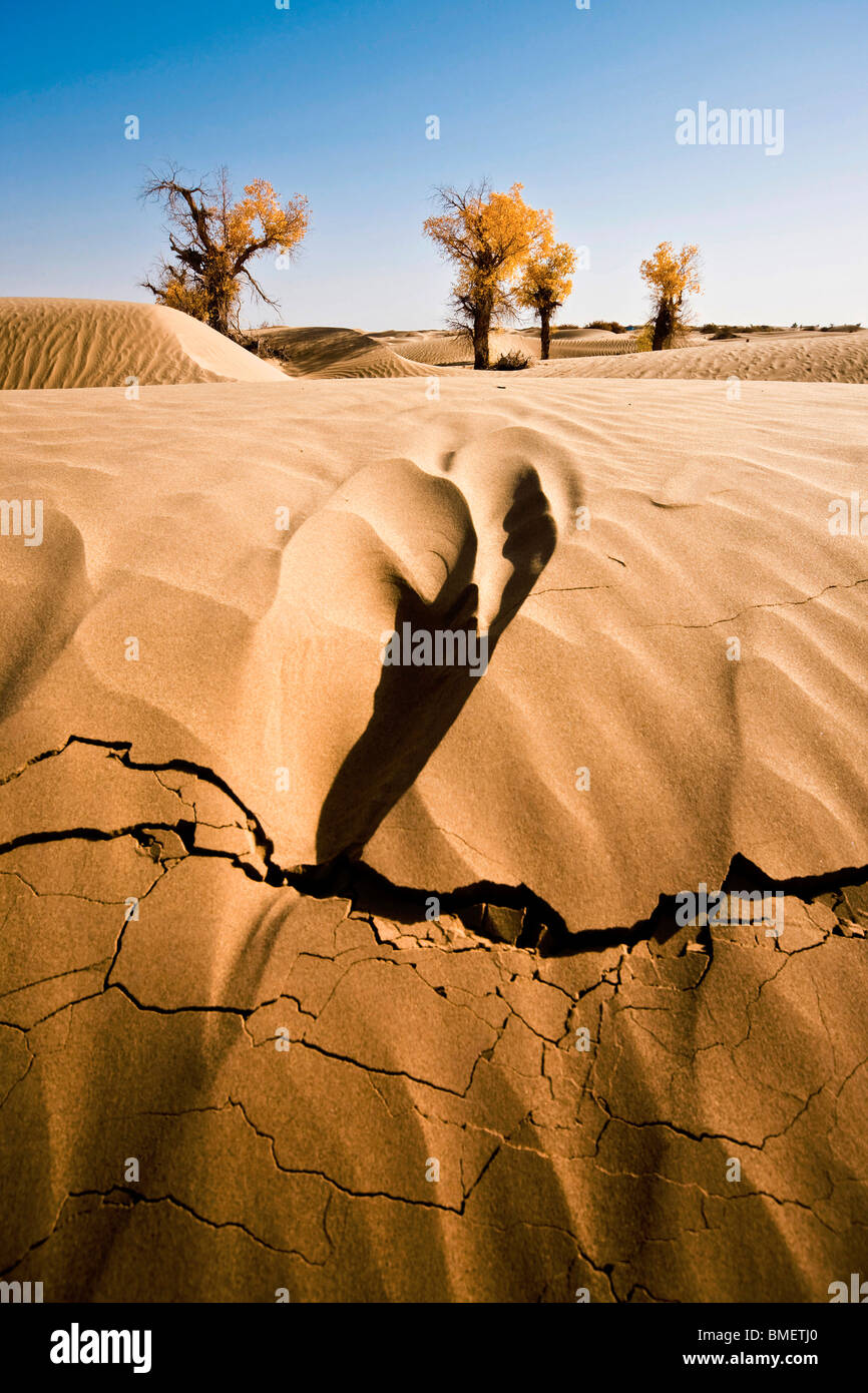 Euphrates Poplar trees in Taklamakan Desert, Bayingolin Mongol ...