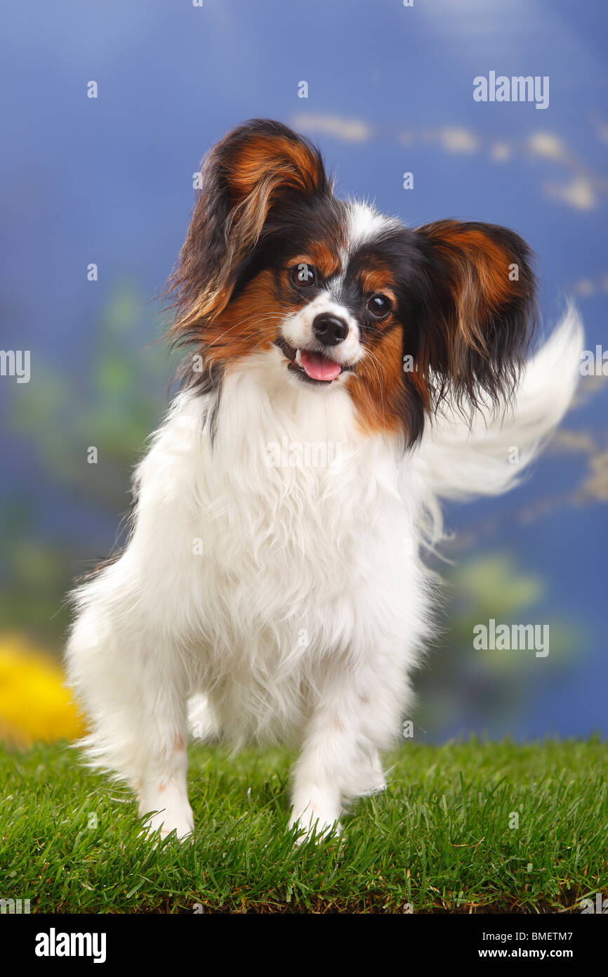 Female dog papillon hi-res stock photography and images - Alamy