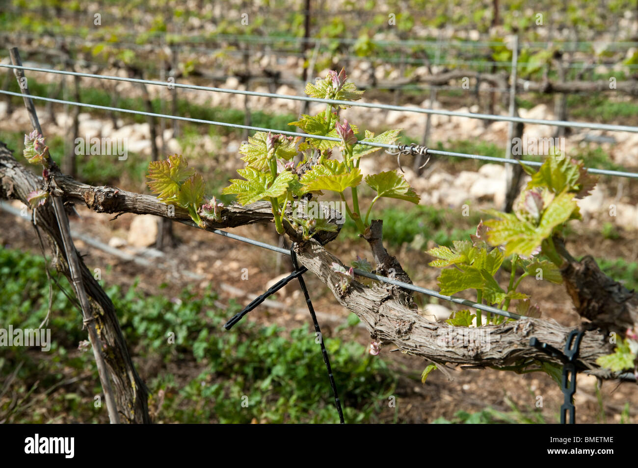 Israel, Judea Mountains, Grape vines in a vineyard Stock Photo - Alamy