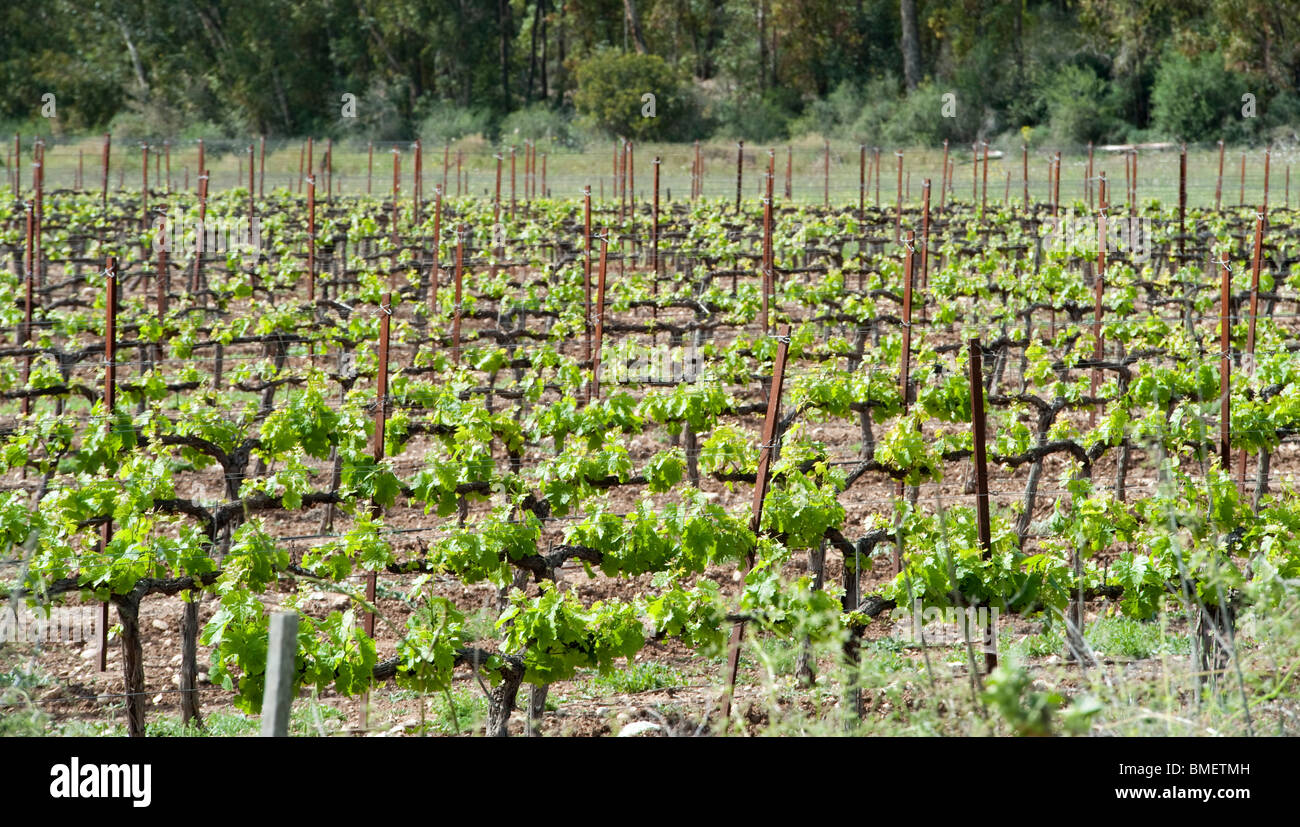 Israel, Judea Mountains, Grape vines in a vineyard Stock Photo - Alamy