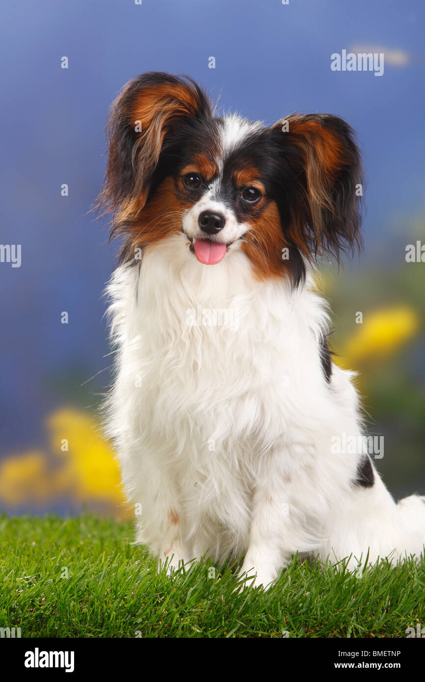 Female dog papillon hi-res stock photography and images - Alamy