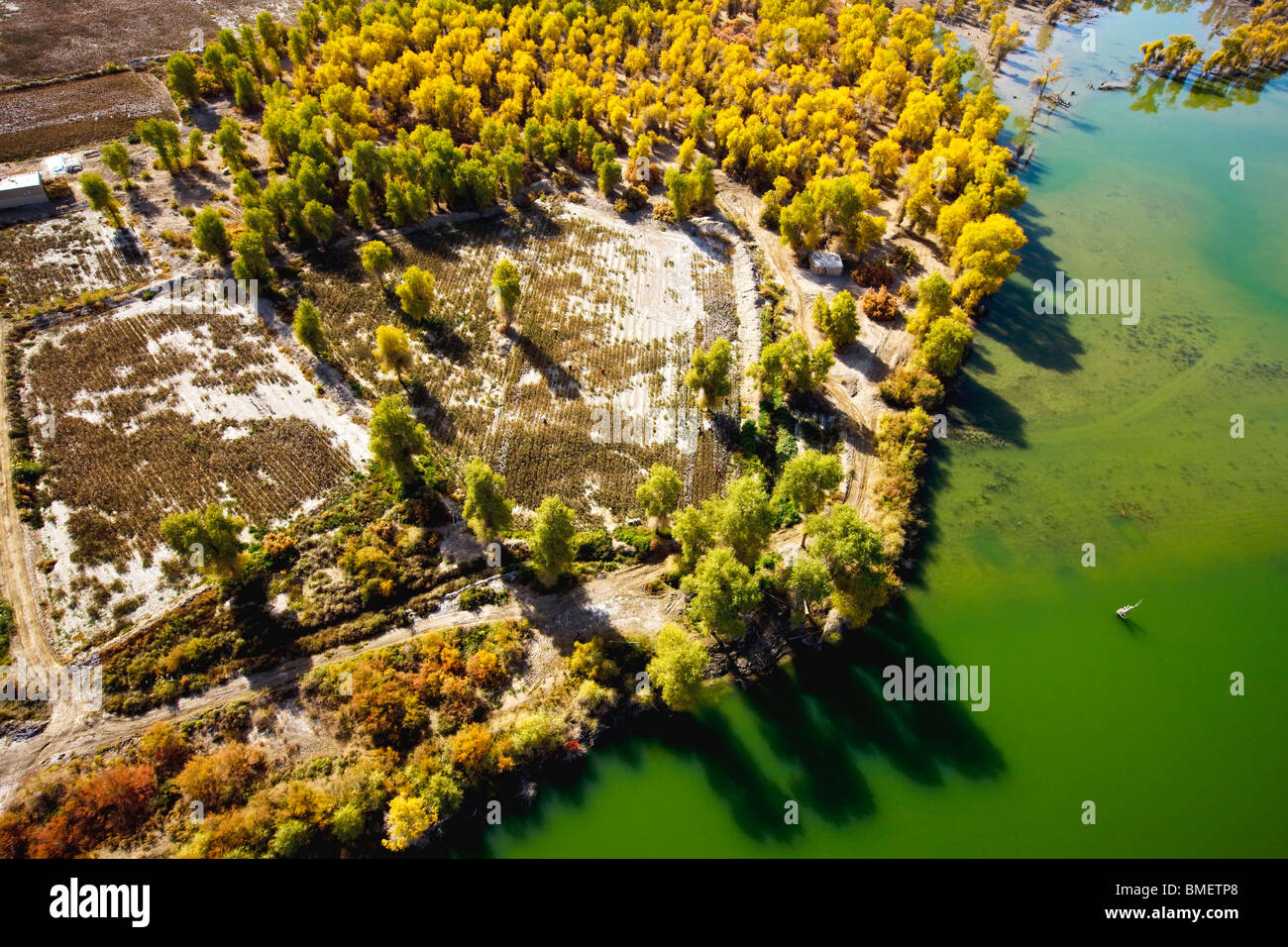 Populus Diversifolia Stock Photos & Populus Diversifolia Stock Images ...