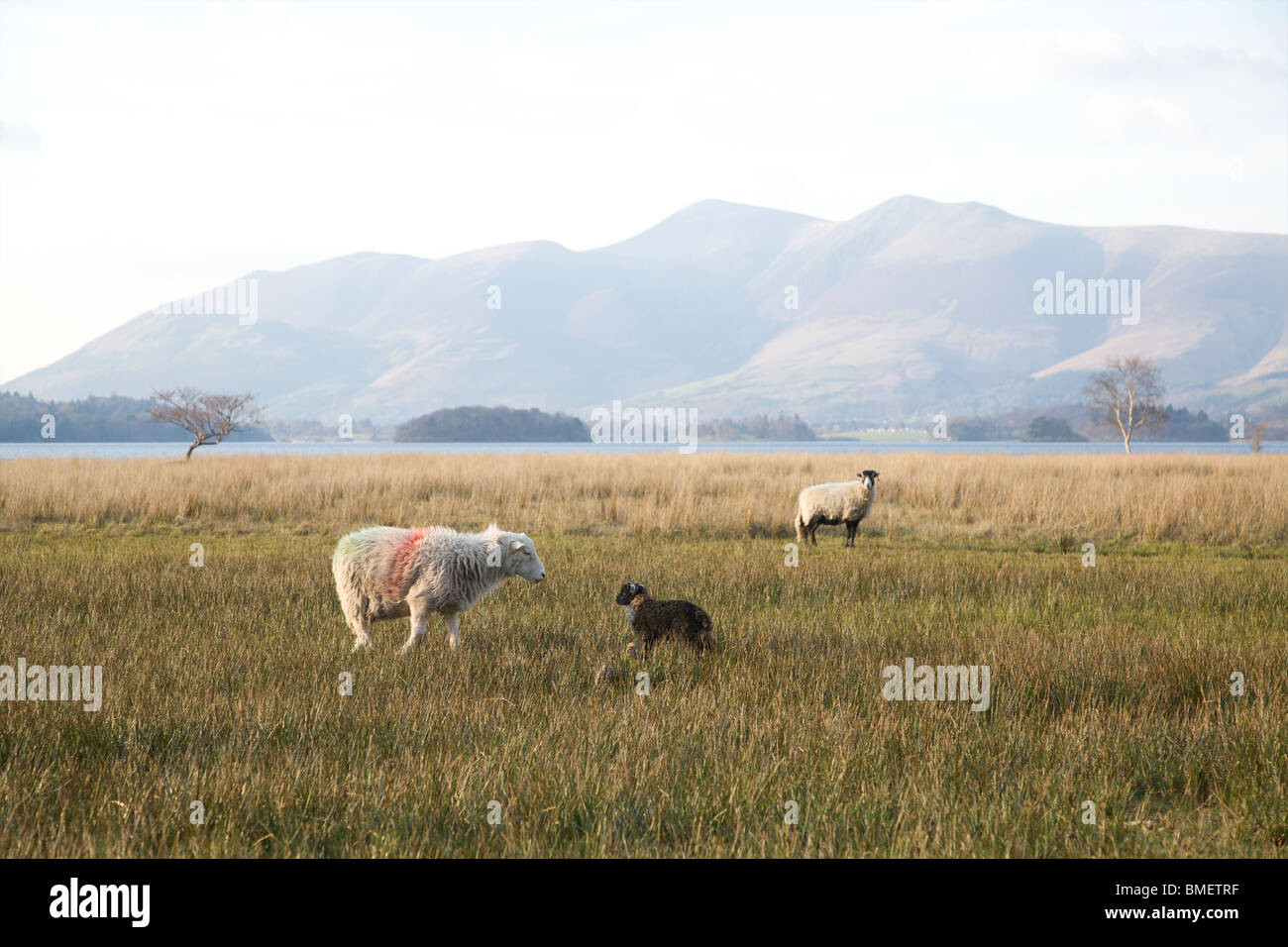 By Derwent Water Lake DIstrict Cumberland England Stock Photo - Alamy