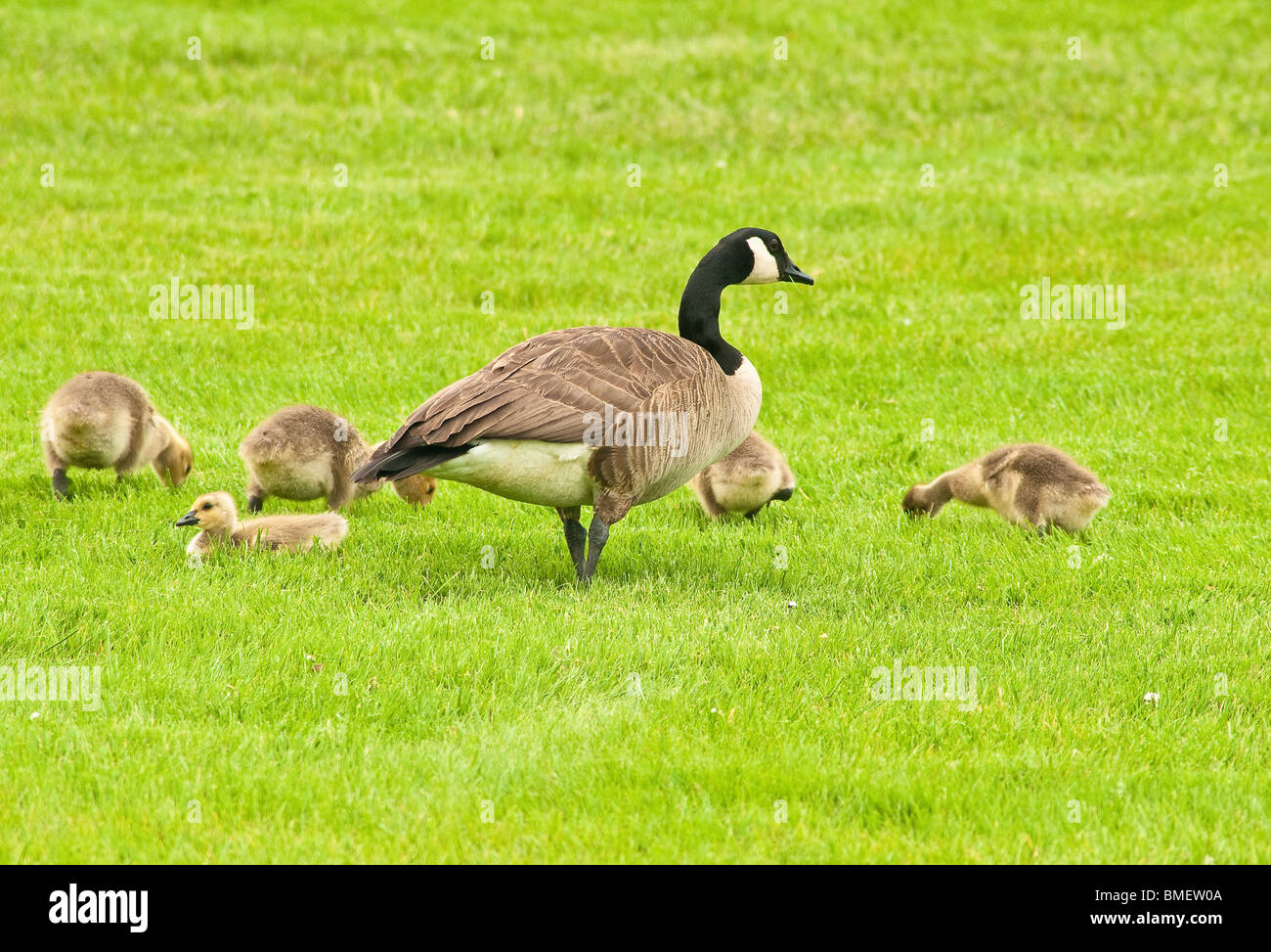 Canada Goose with Goslings in Gairloch Gardens, Oakville Ontario ...