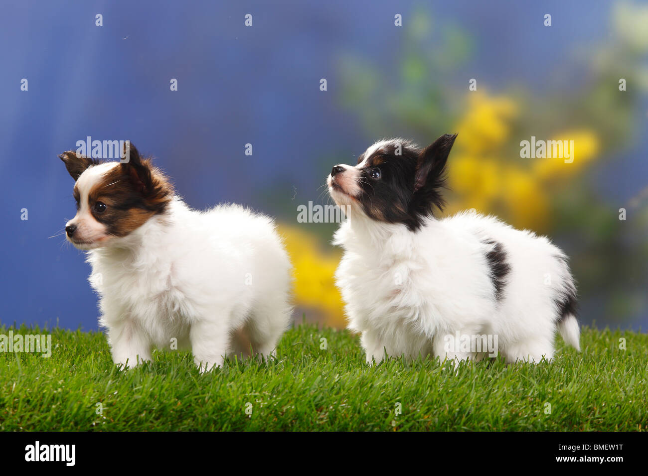 Papillons, puppies, 7 weeks / Continental Toy Spaniel, Butterfly Dog ...