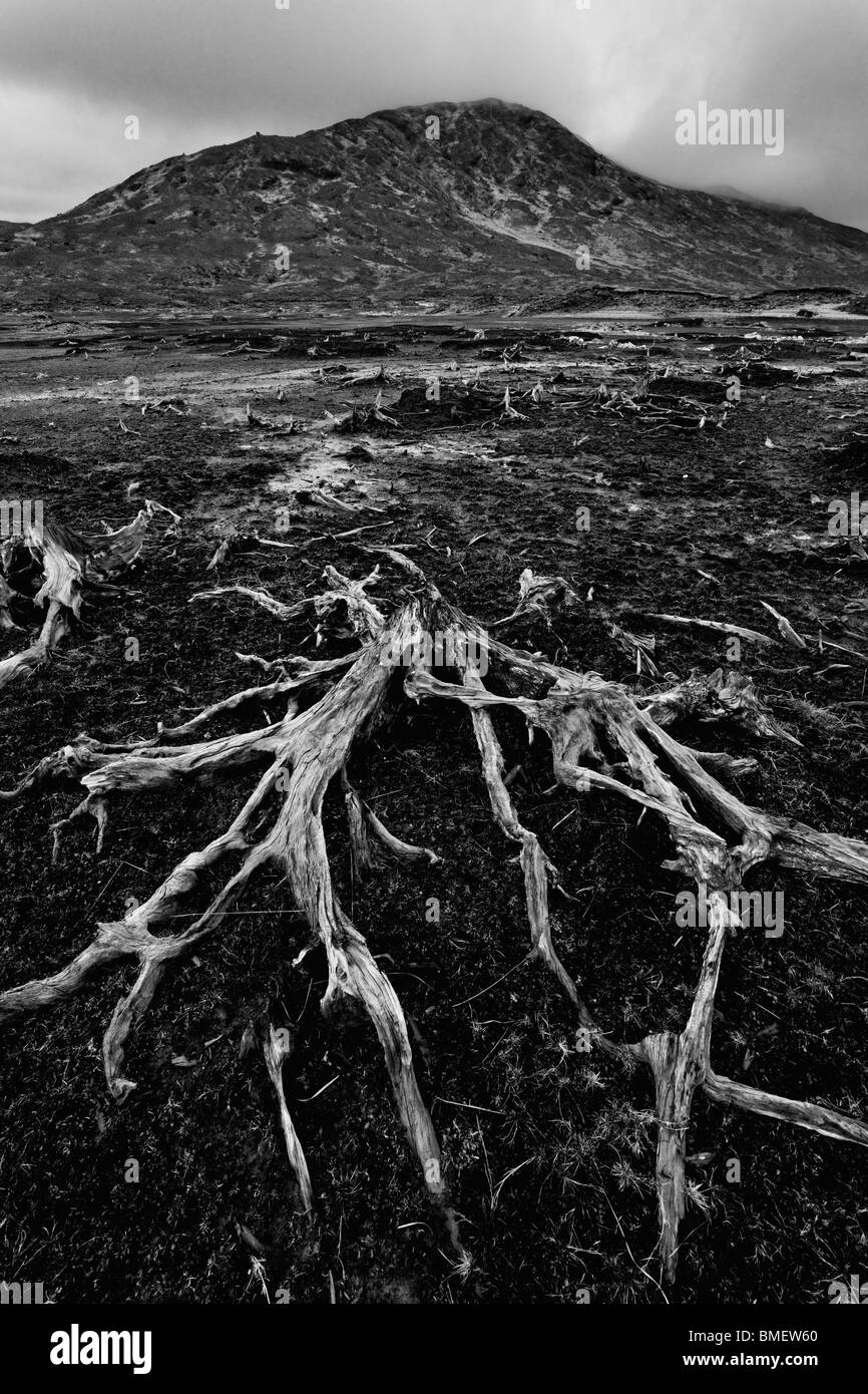 Bare roots of a dead Scots Pine tree in peat. Uncovered at low-water in ...