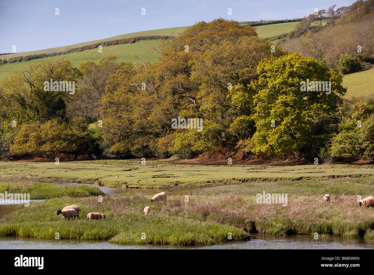 Sheep on the banks of the river dart hi-res stock photography and ...