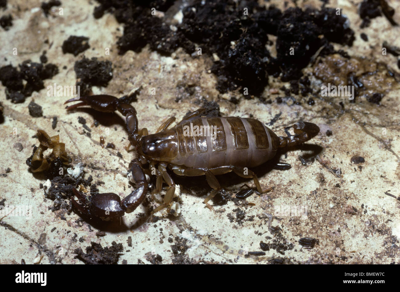 Scorpion (Euscorpius carpathicus) highly pregnant female, Greece Stock ...