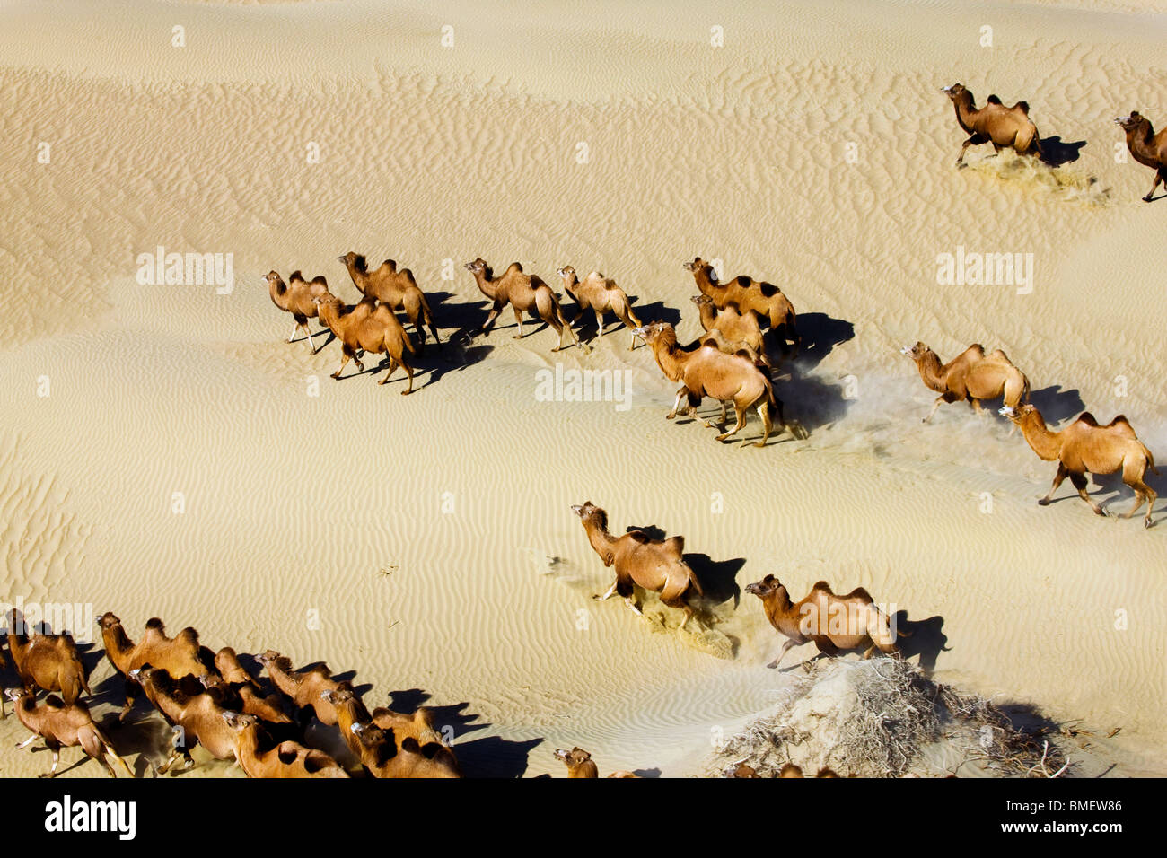 Herd of Wild Camel, Ruoqiang County, Bayingolin Mongol Autonomous ...