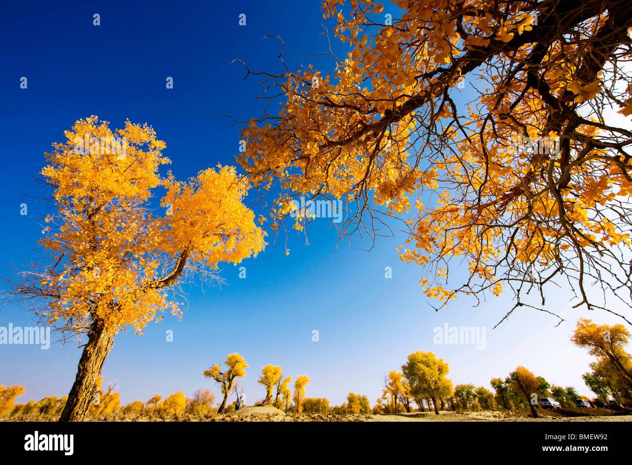 Populus diversifolia hi-res stock photography and images - Alamy