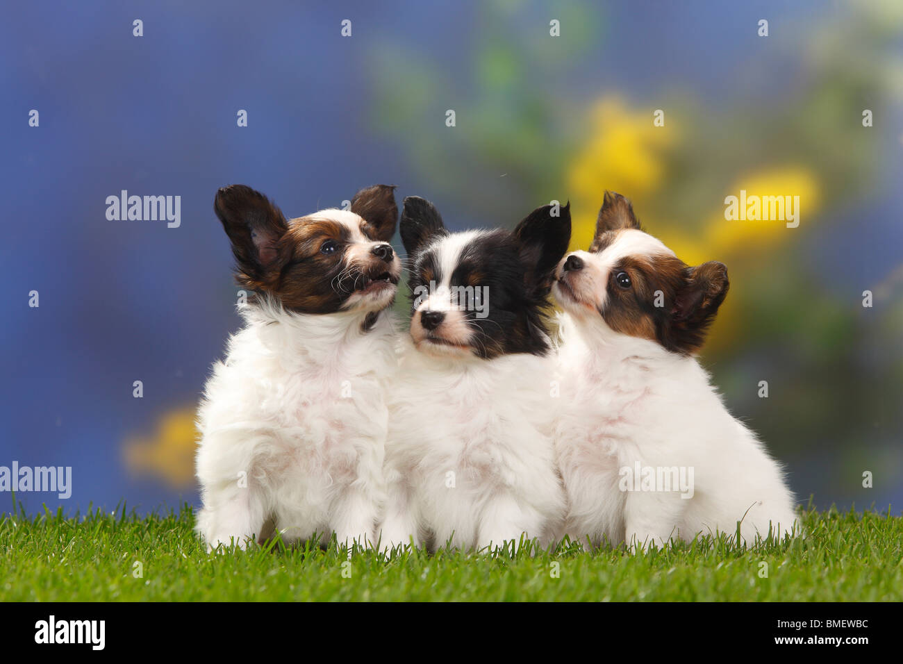 Papillons, puppies, 7 weeks / Continental Toy Spaniel, Butterfly Dog ...