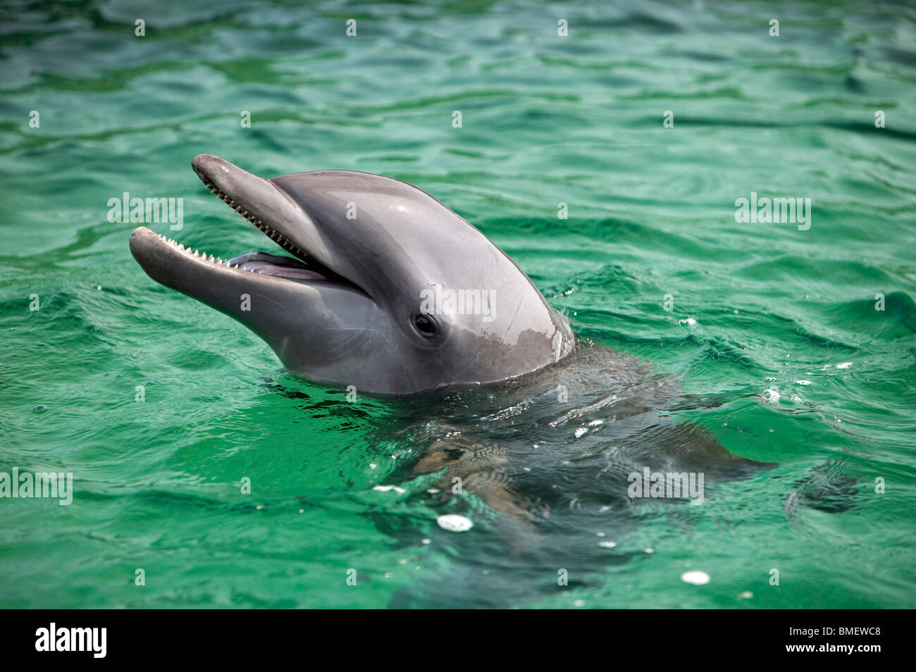 Bottlenose Dolphin, Honduras Stock Photo - Alamy