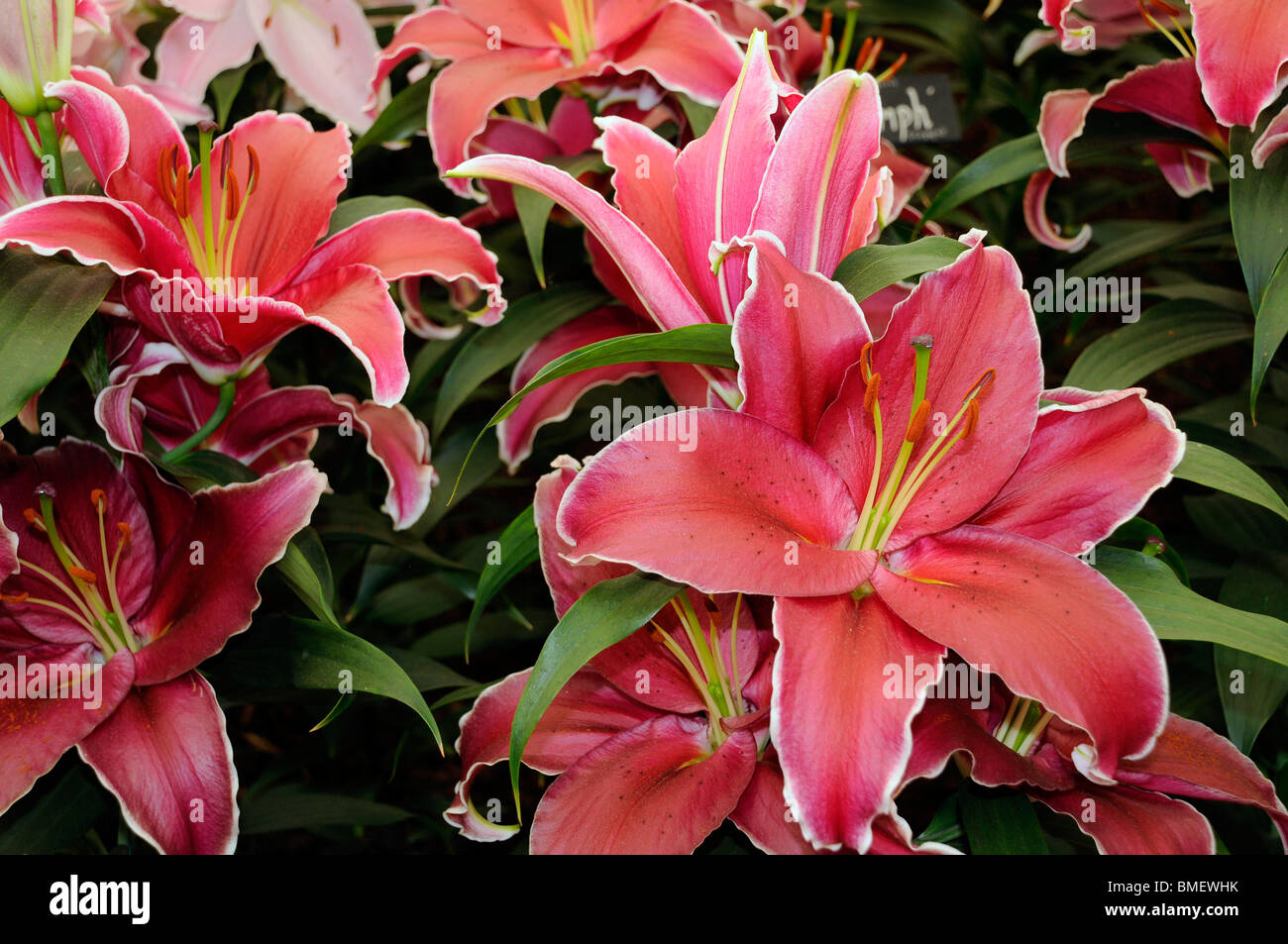 Annual Chelsea Flower Show Public viewing day, Friday 28th May, 2010 ...