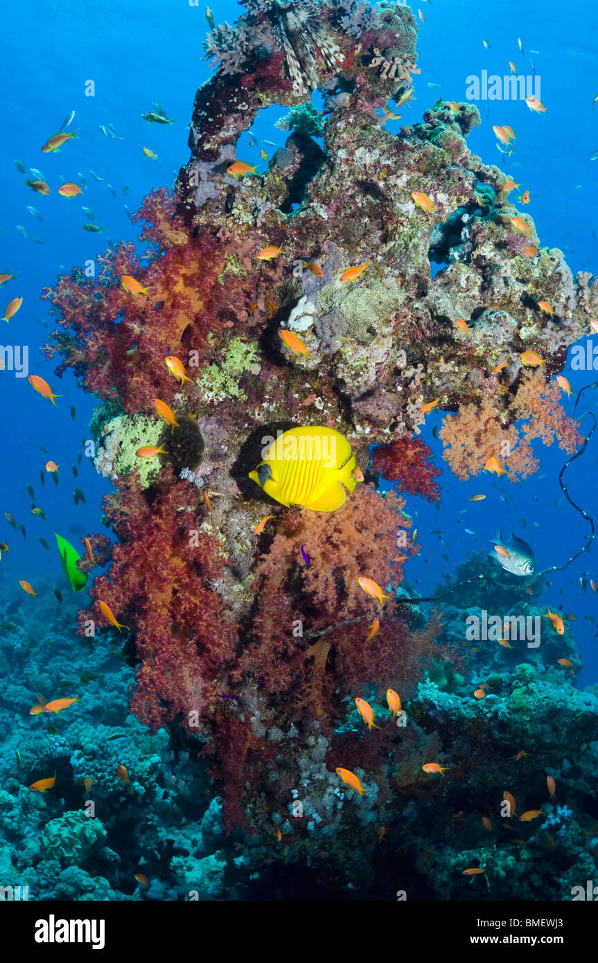 Reef Gold High Resolution Stock Photography and Images - Alamy