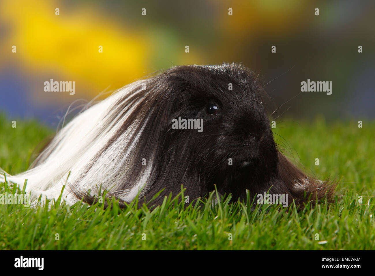 Black guinea pig hi-res stock photography and images - Alamy