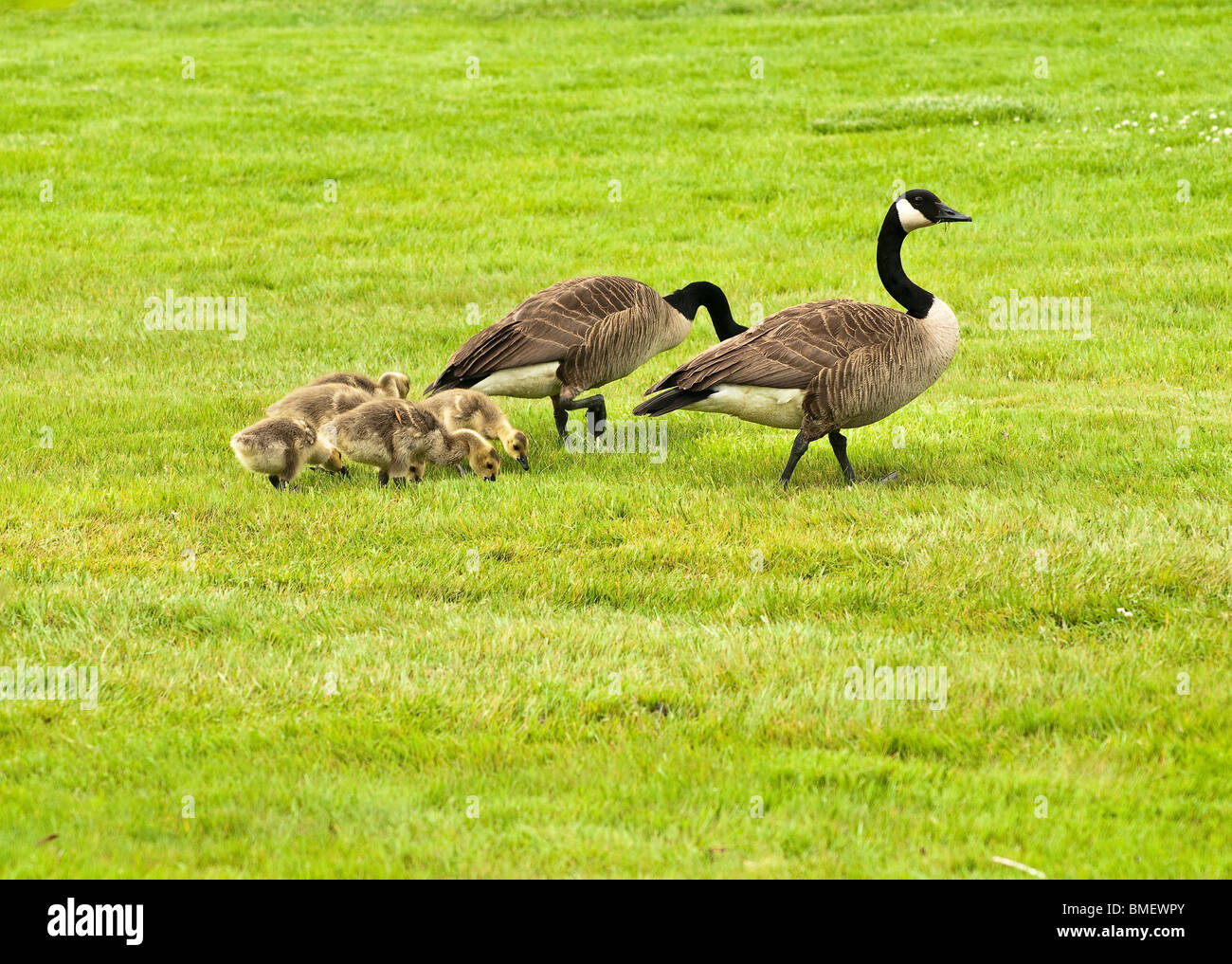 Canada Goose with Goslings in Gairloch Gardens, Oakville Ontario ...