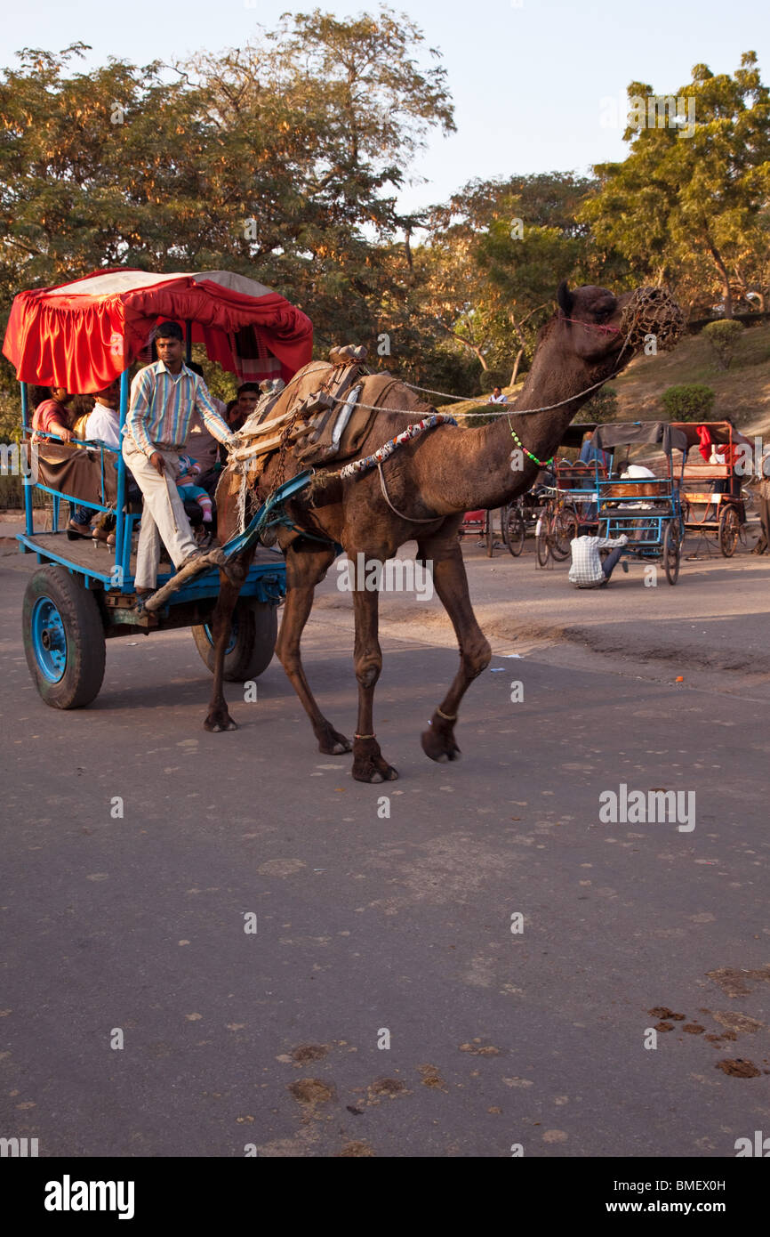Camel pulling hi-res stock photography and images - Alamy