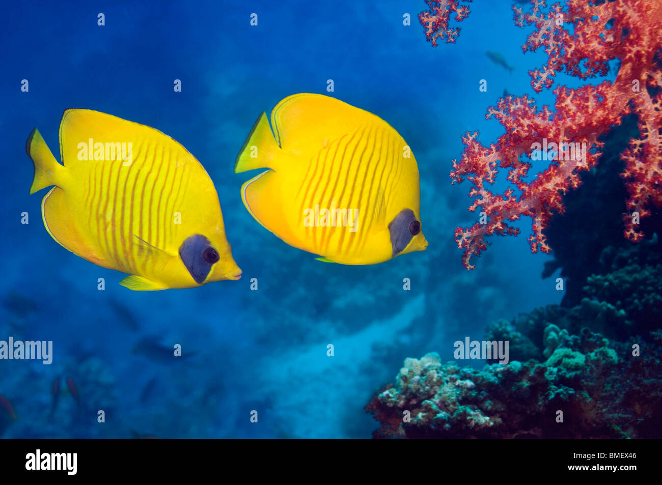 Coral reef reefs hi-res stock photography and images - Alamy