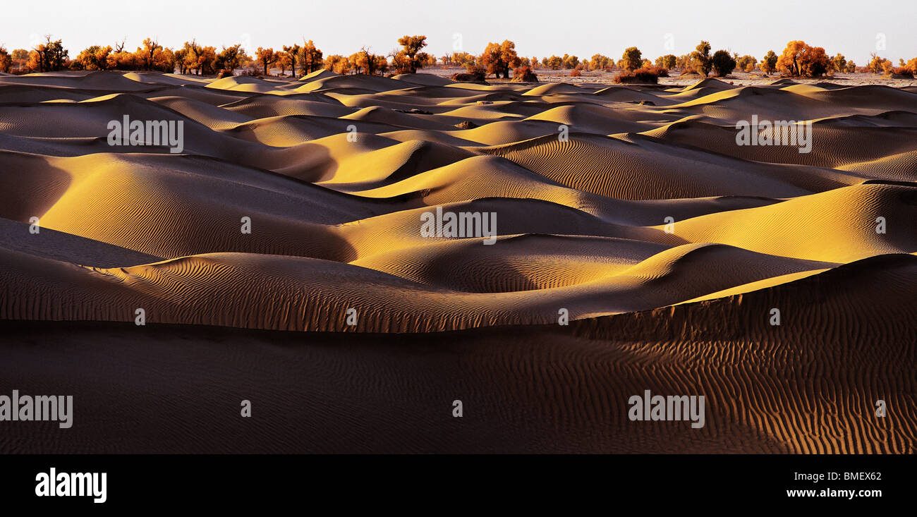 Euphrates Poplar trees in Taklamakan Desert, Bayingolin Mongol ...