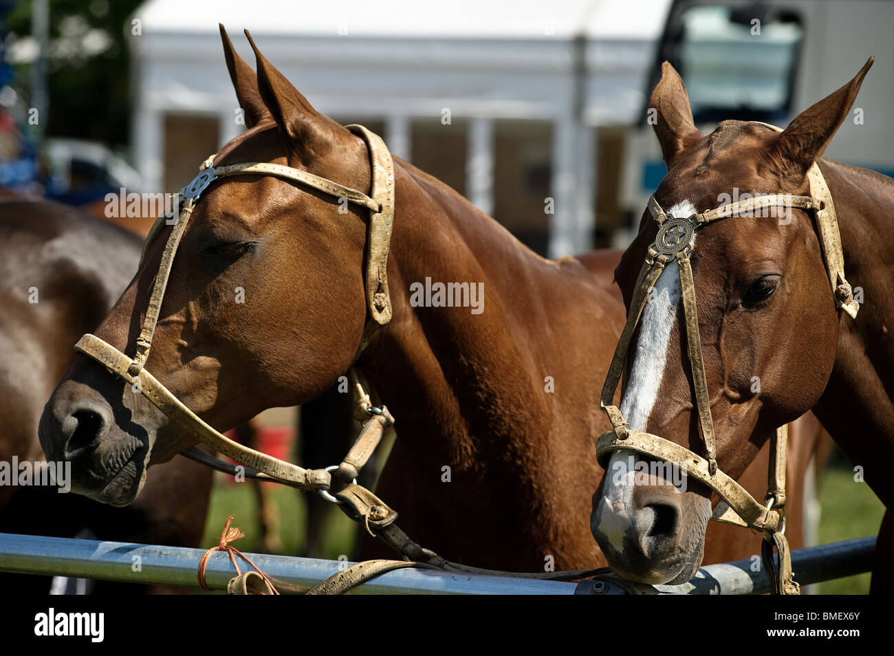 Polo pony lines hi-res stock photography and images - Alamy