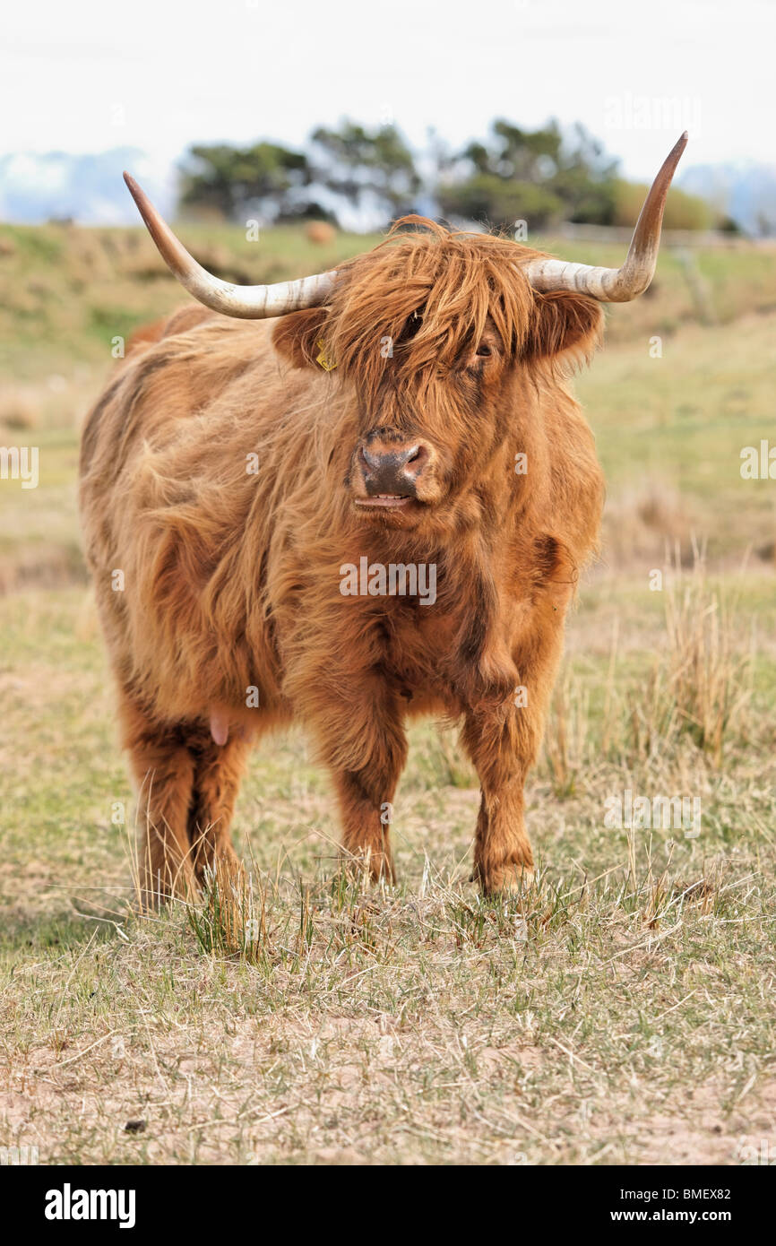 Highland Cow, Scotland, UK Stock Photo - Alamy