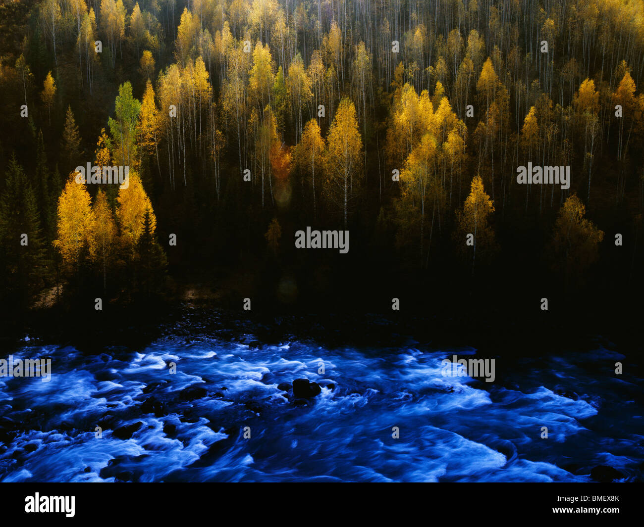 Dense forest and creek in Kanas Scenic Area, Burqin County, Altay ...