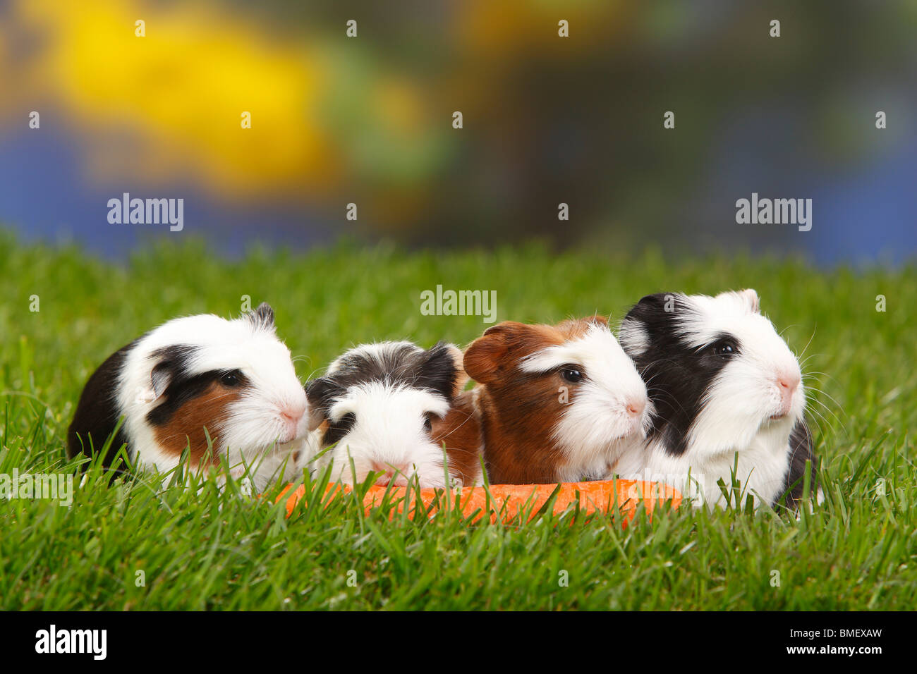 Coronet guinea pigs hi-res stock photography and images - Alamy