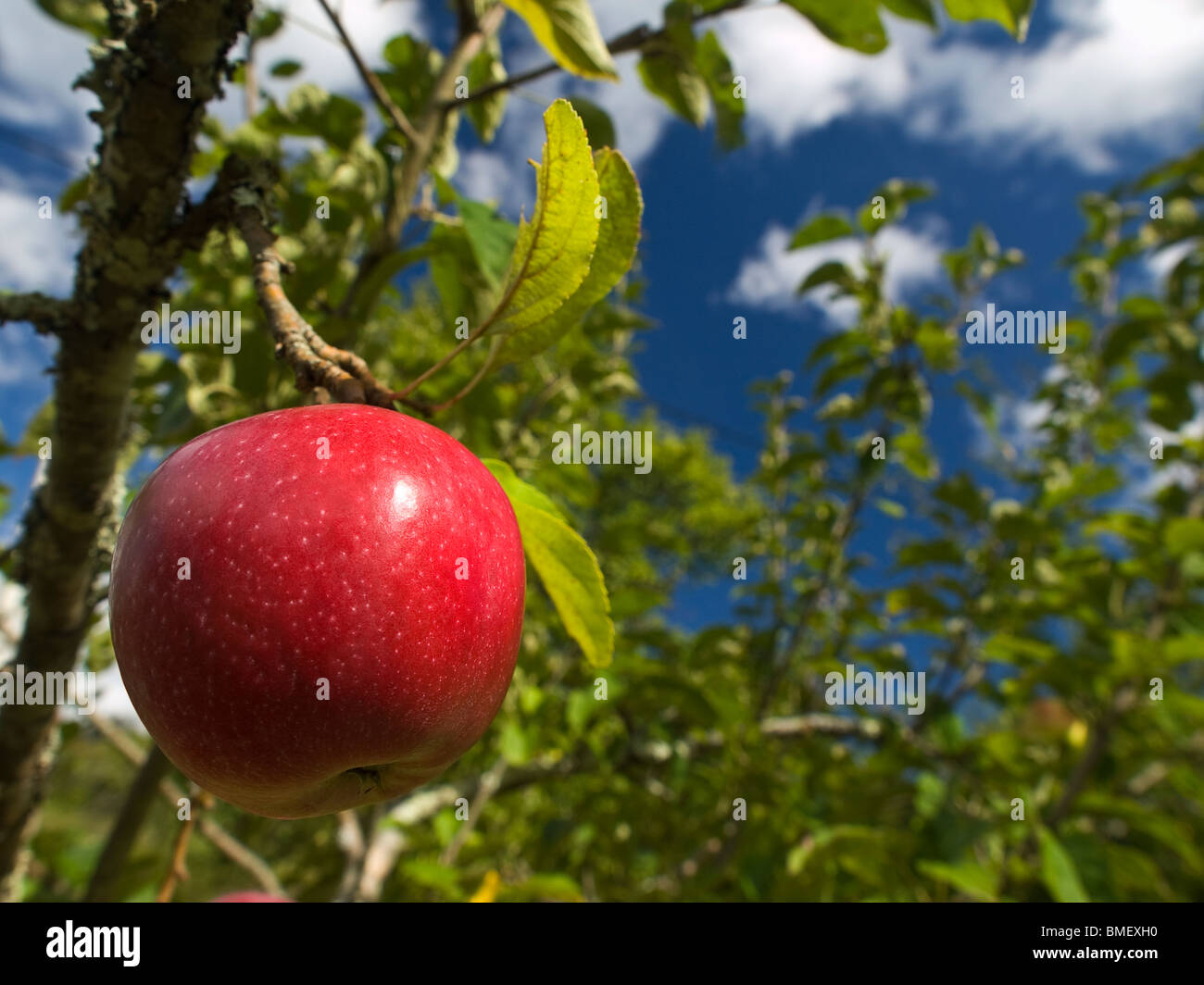 One red apple hanging on the tree. Focus on the foreground Stock Photo ...