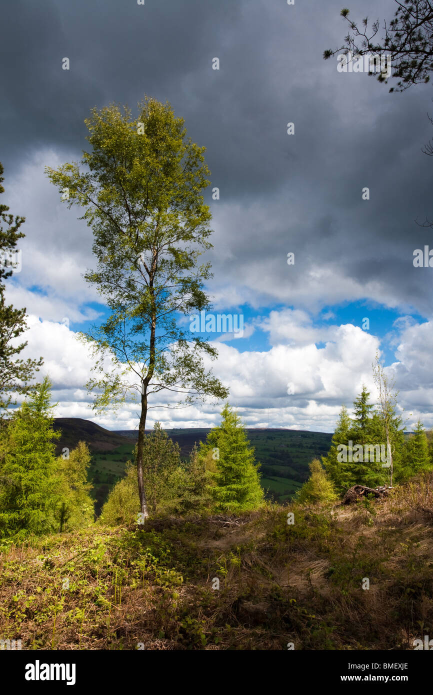 Birch Tree at Newgate bank, North Yorkshire, England Stock Photo - Alamy