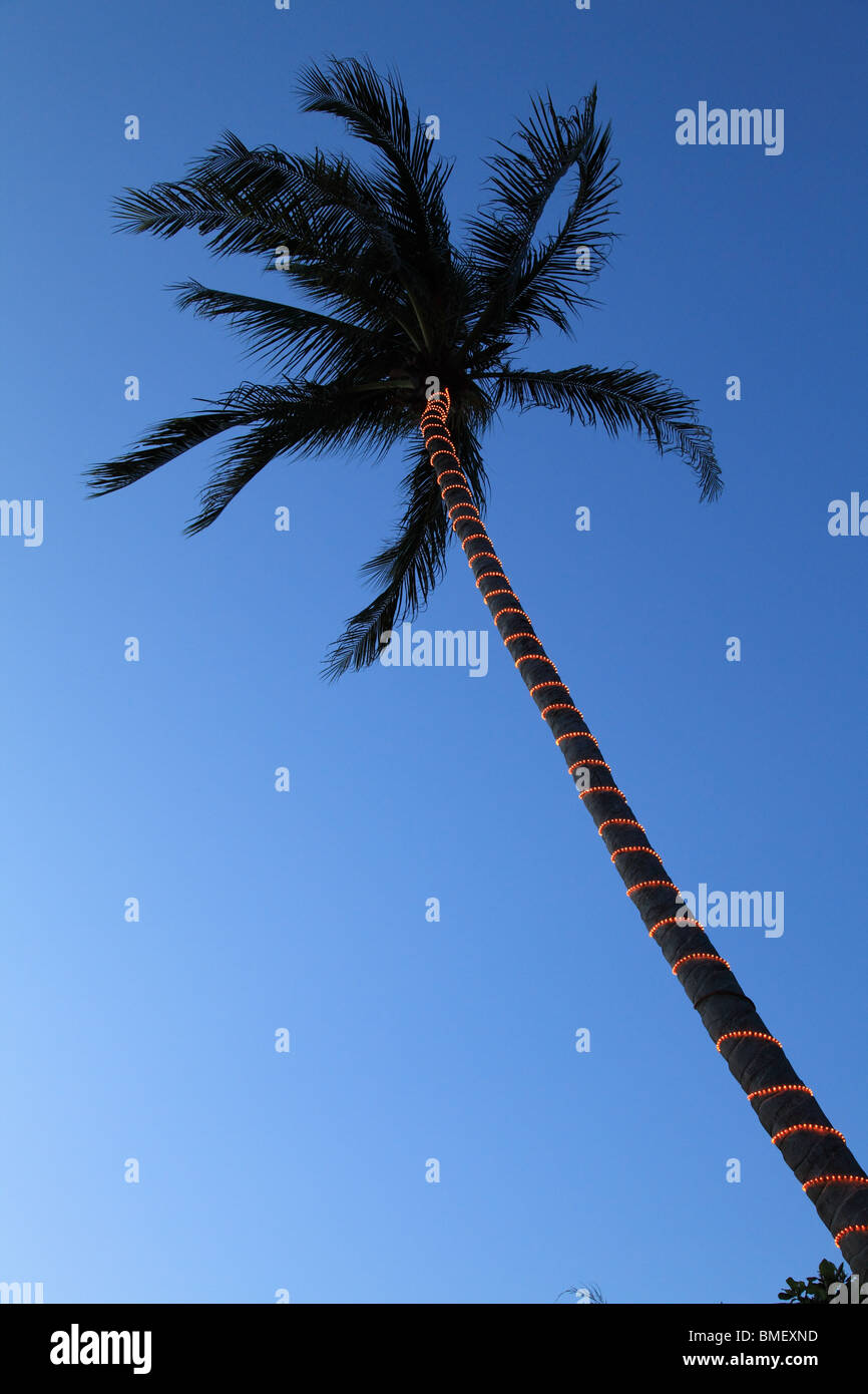 Palm tree on Ayer Batang (ABC) beach, Pulau Tioman, Malaysia Stock ...