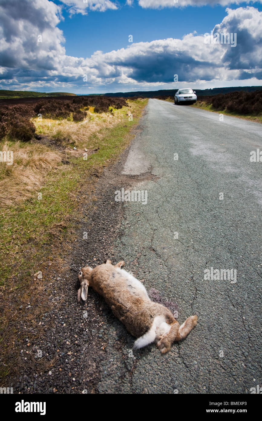 Fresh road kill hi-res stock photography and images - Alamy