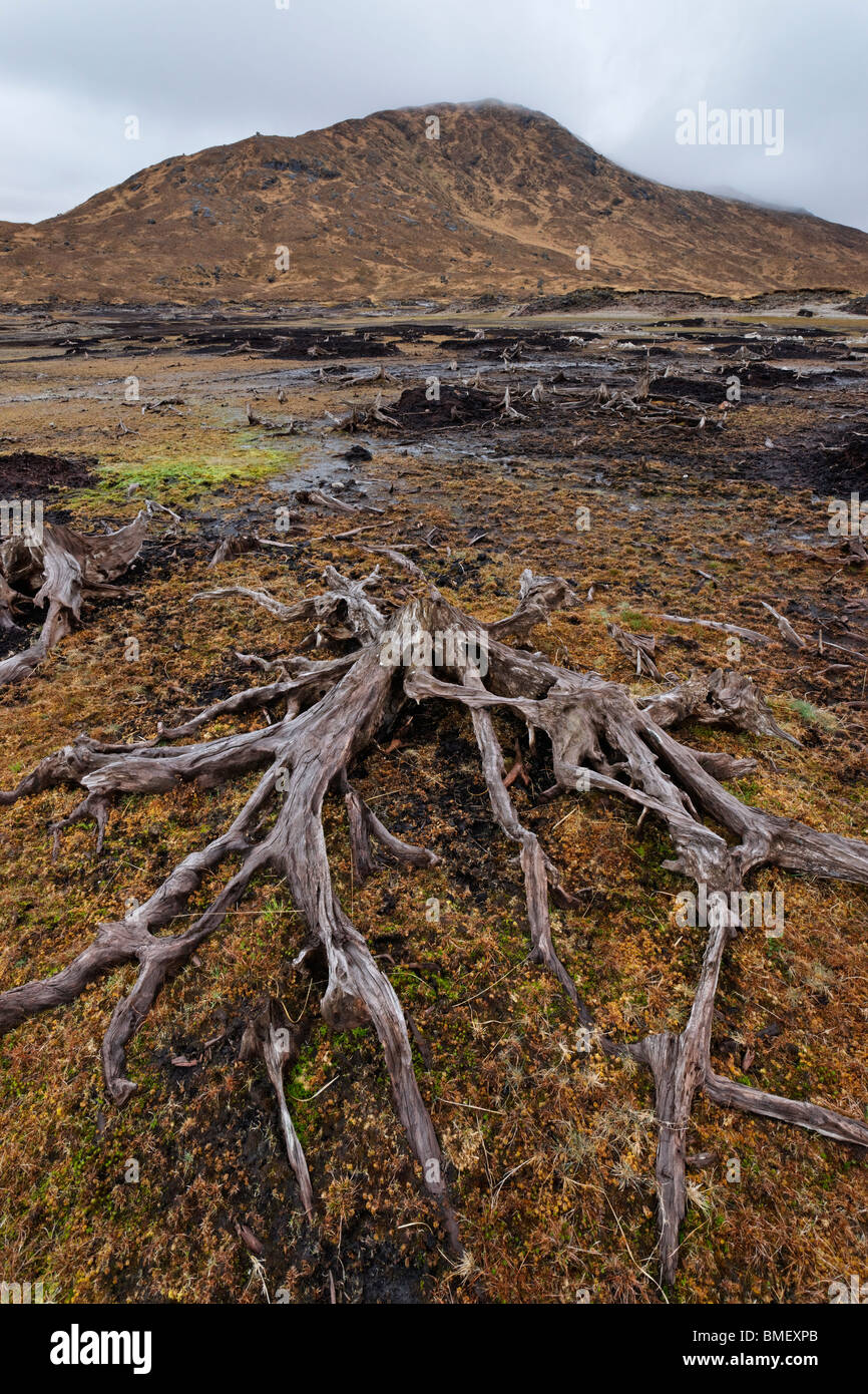 Bare roots of a dead Scots Pine tree in peat. Uncovered at low-water in ...