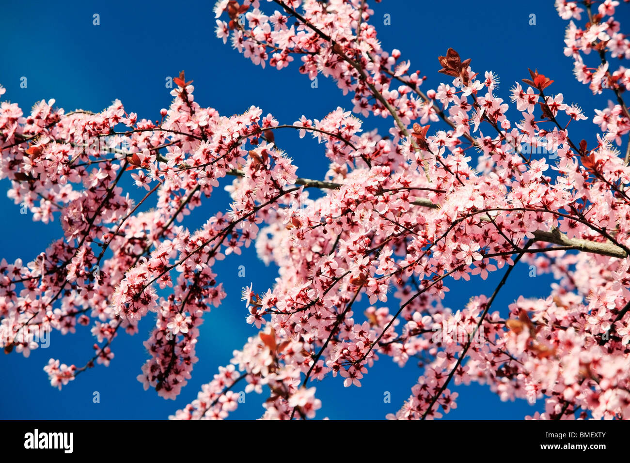 Empty leaves on cherry tree hi-res stock photography and images - Alamy